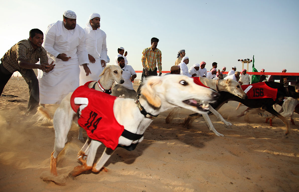 Saluki – Beloved Dogs in the UAE | Coming Soon in UAE